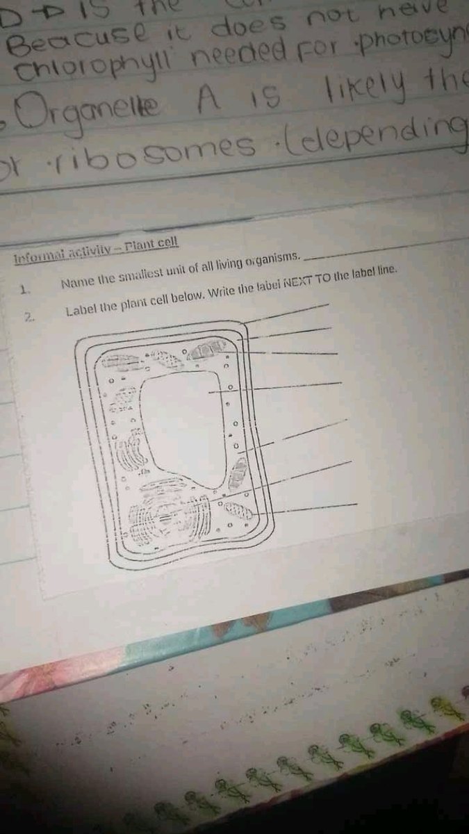 Informal activity - Plant cell Name the smallest unit of all living orga..