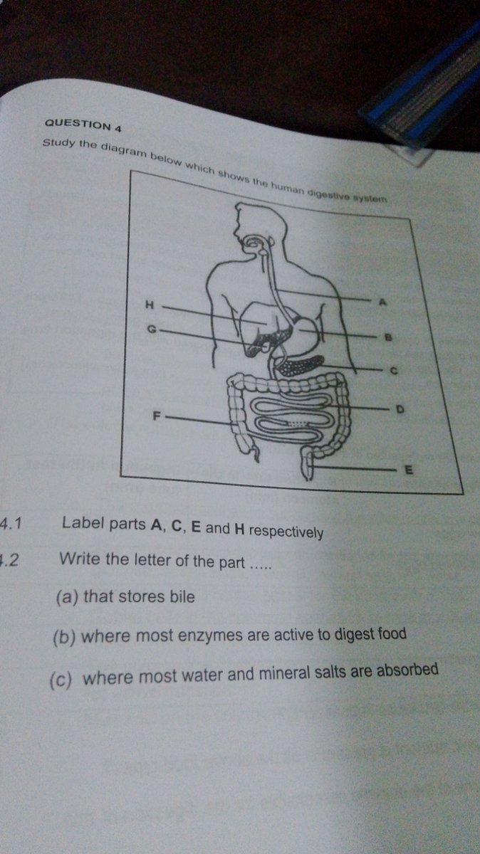 QUESTION 4 Study the diagram below which shows the human digestive system..