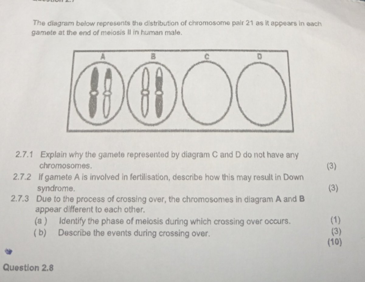 The diagram below represents the distribution of chromosome pair 21 as it..