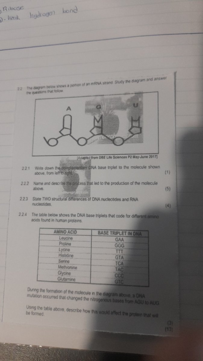2.2 The diagram below shows a portion of an mRNA strand. Study the diagra..