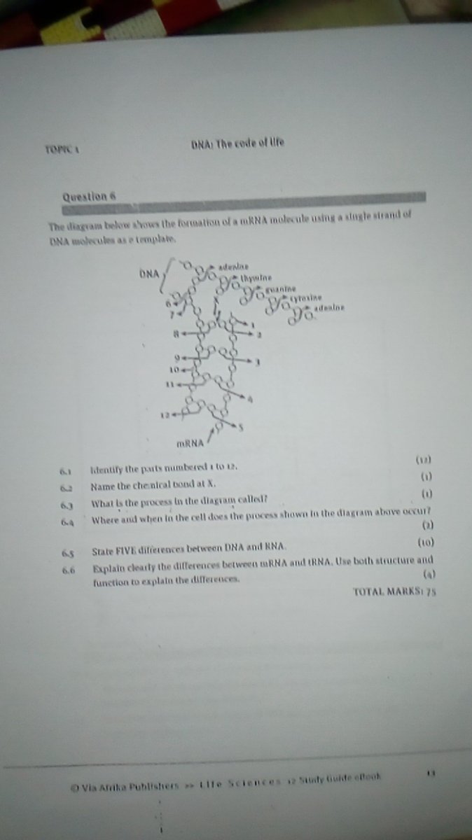 TOPIC 1 DNA: The code of life Question 6 The diagram below shows the fo..
