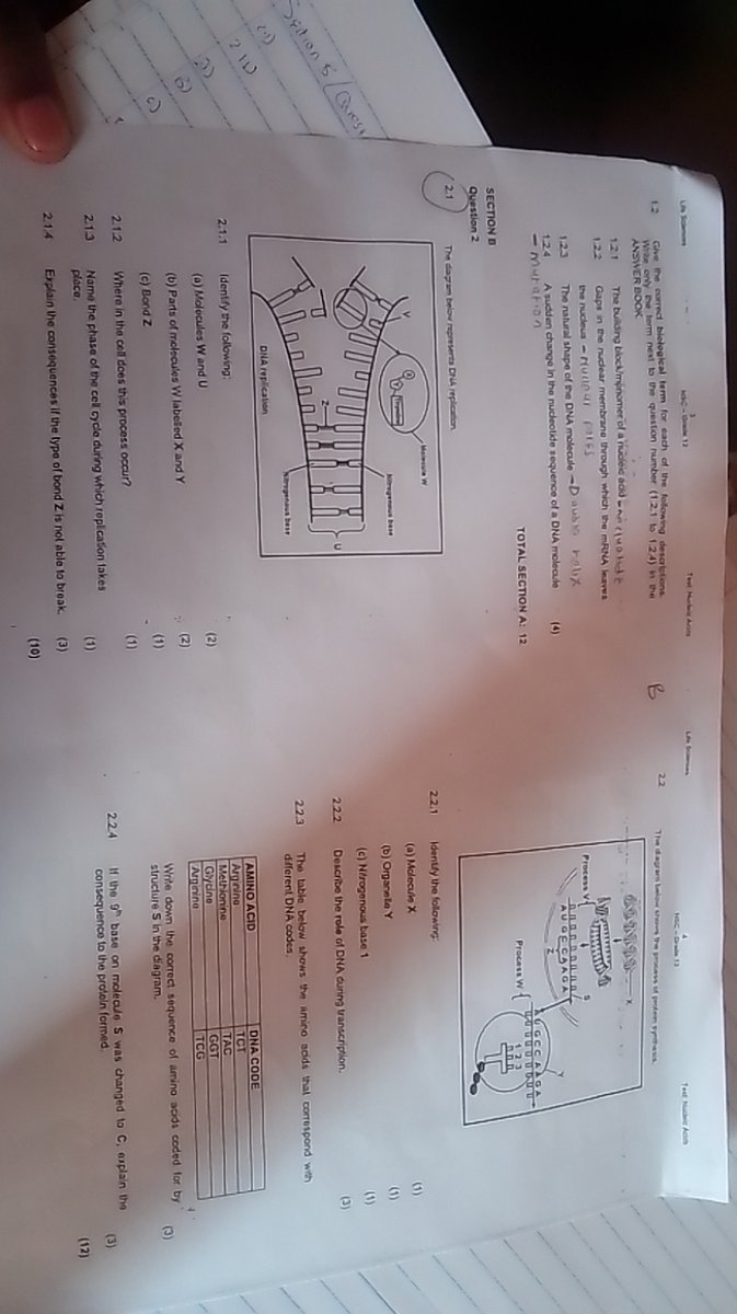 SECTION B Question 2 2.1 The diagram below represents DNA replication.