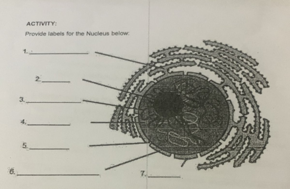 ACTIVITY: Provide labels for the Nucleus below: