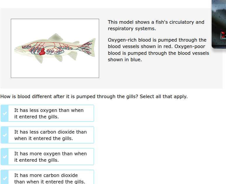This model shows a fish's circulatory and respiratory systems. Oxygen-ric..