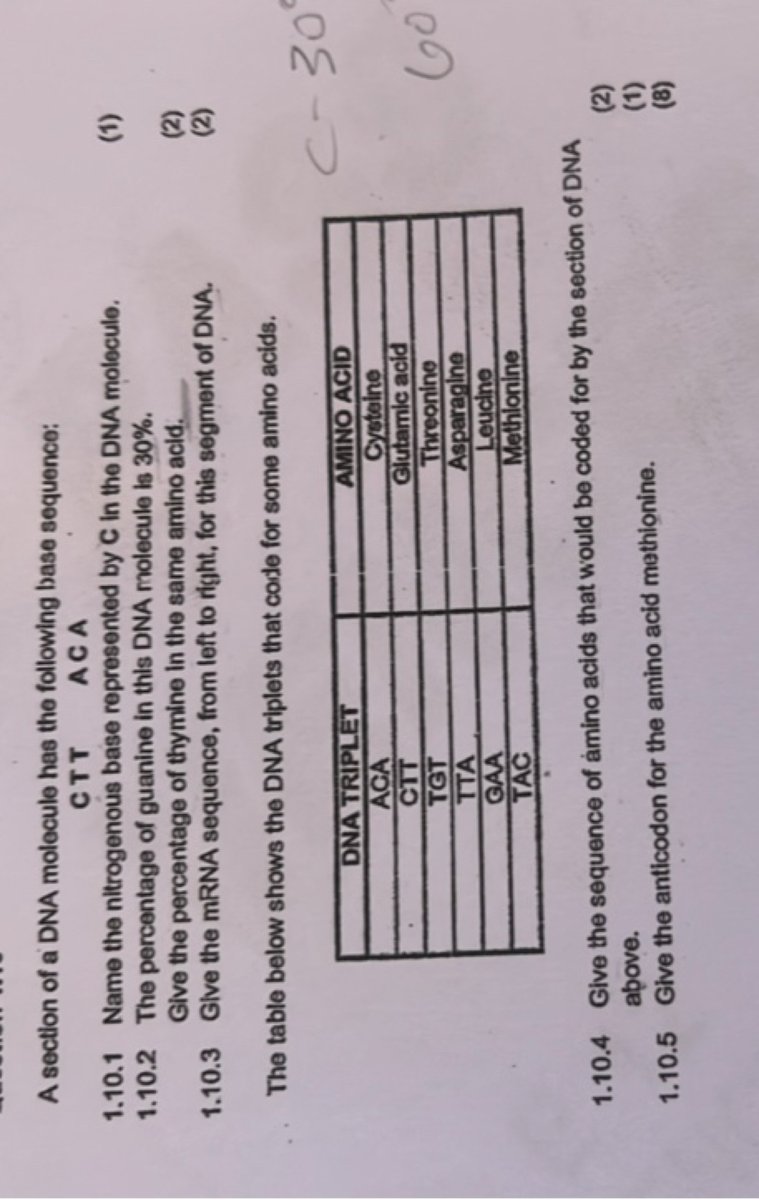 A section of a DNA molecule has the following base sequence: CTT ACA 1.1..