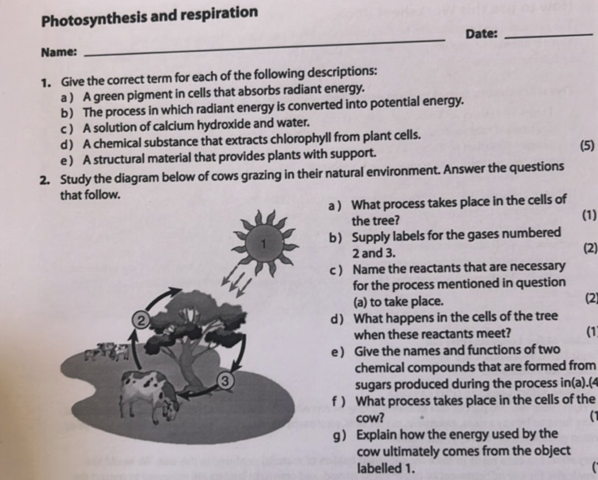 Photosynthesis and respiration Name: _ Date: _ Give the correct term fo..