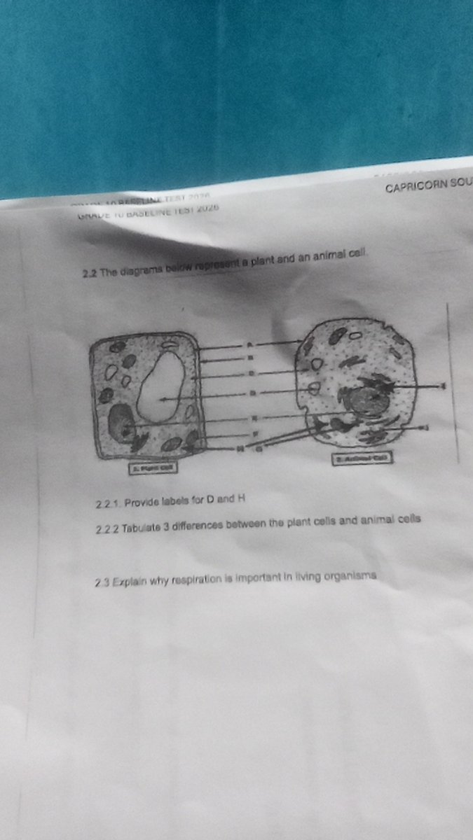 2.2 The diagrams below represent a plant and an animal cell. 2.2.1. Prov..
