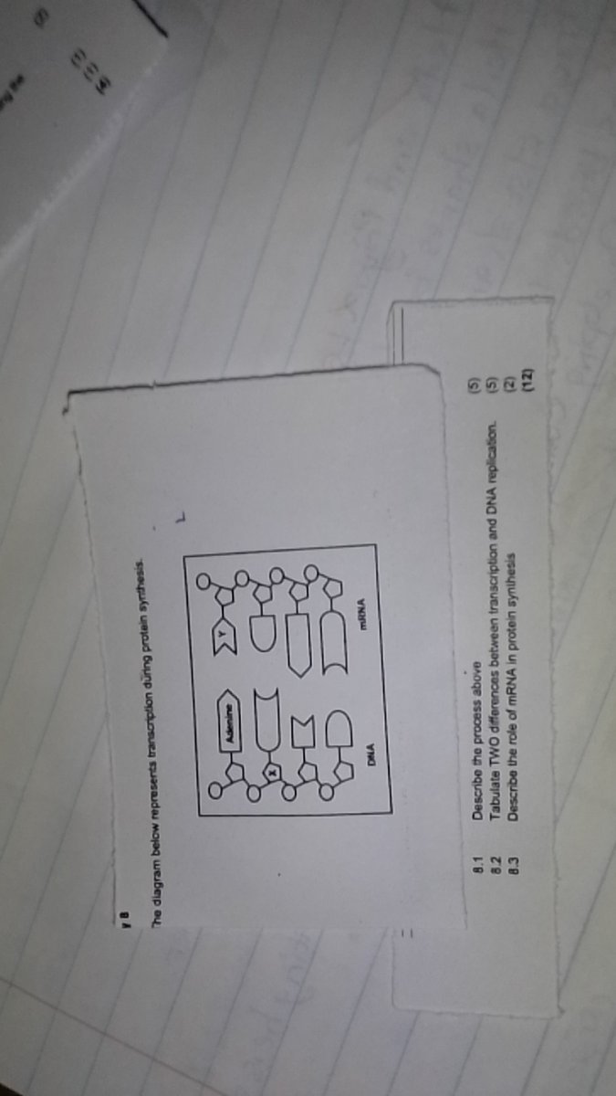 The diagram below represents transcription during protein synthesis. 8.1..