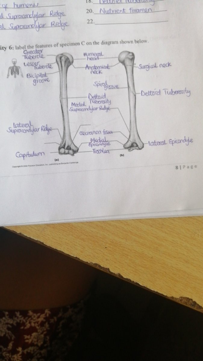 Activity 6: Label the features of specimen C on the diagram shown below.