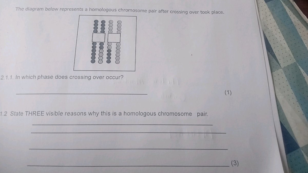 The diagram below represents a homologous chromosome pair after crossing