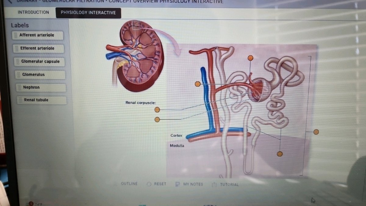The image displays an interactive physiology diagram related to the urina..