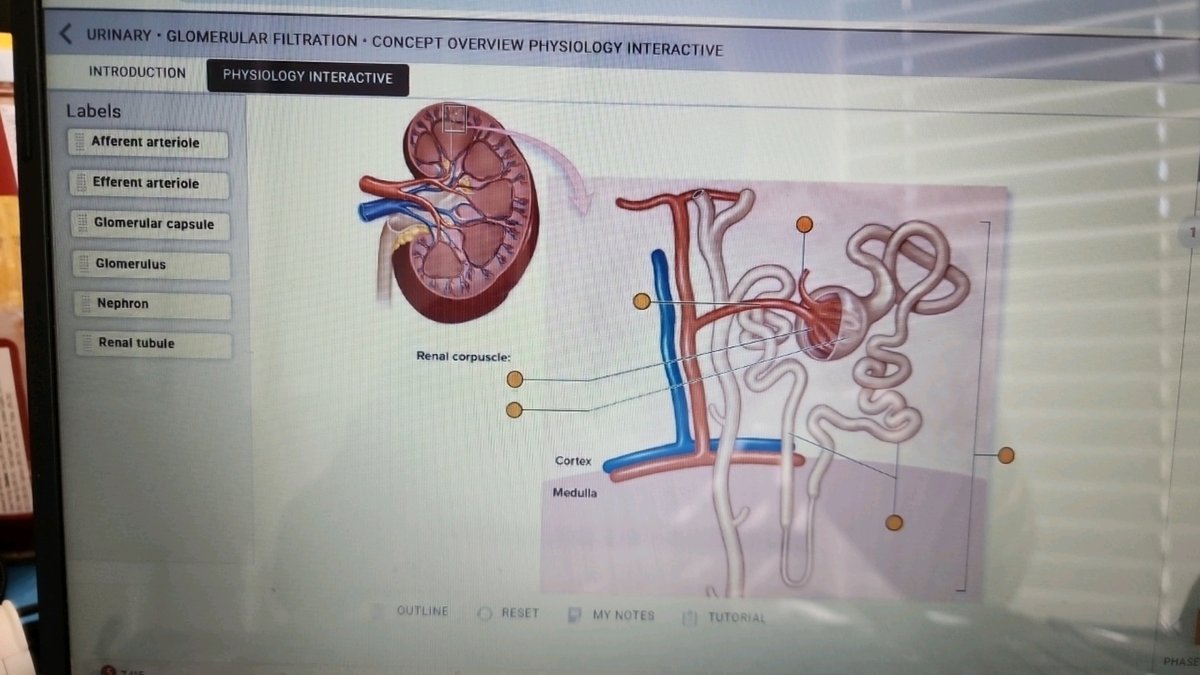 The image displays an interactive physiology overview of urinary glomerul..