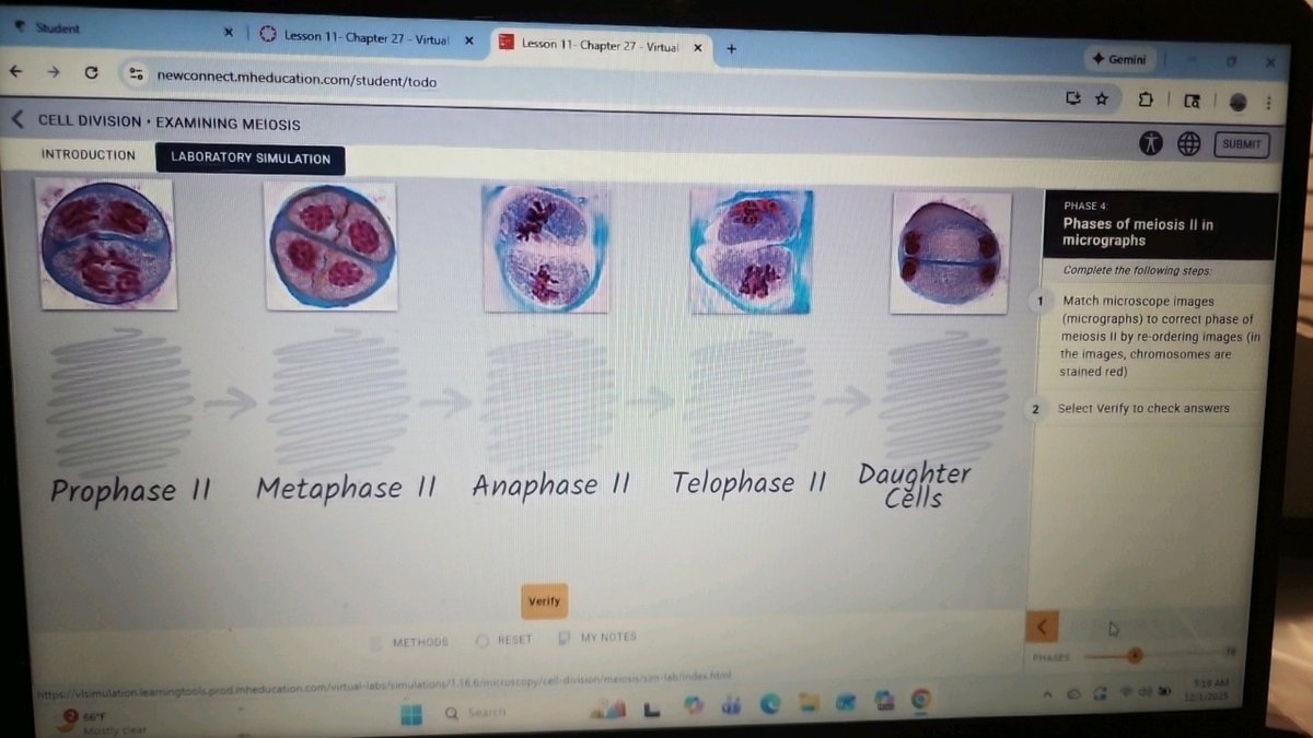 CELL DIVISION - EXAMINING MEIOSIS PHASE 4: Phases of meiosis II in micro..
