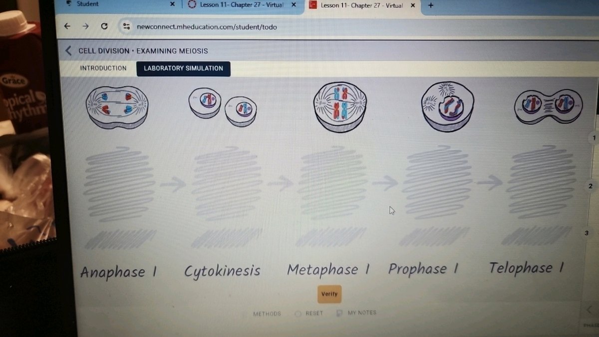 The image shows a laboratory simulation for examining meiosis. There are