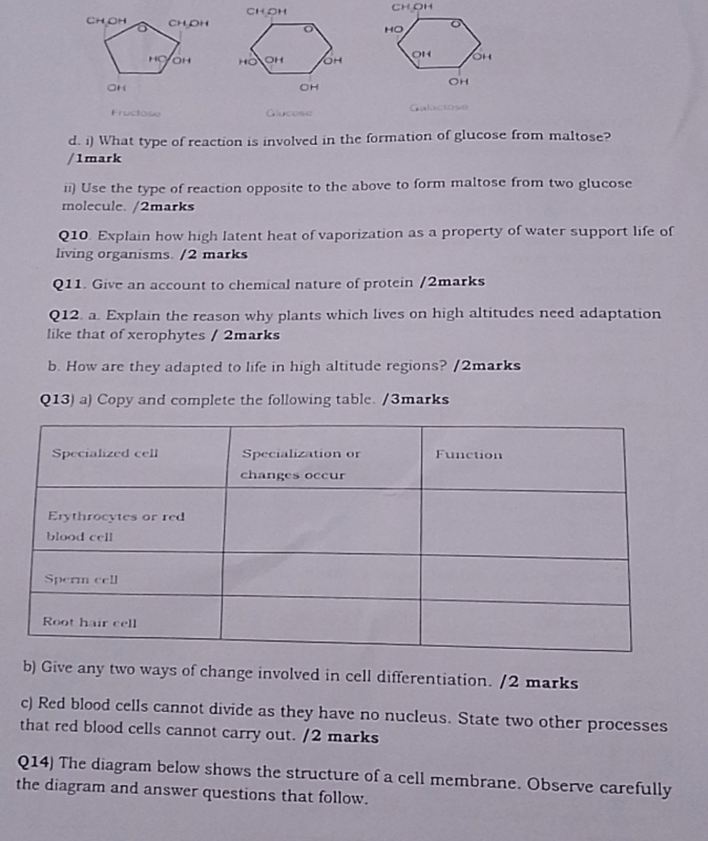 d. i) What type of reaction is involved in the formation of glucose from