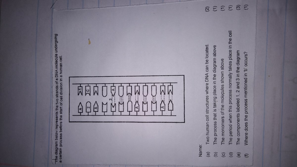The diagram below represents the two strands of a DNA molecule undergoing..