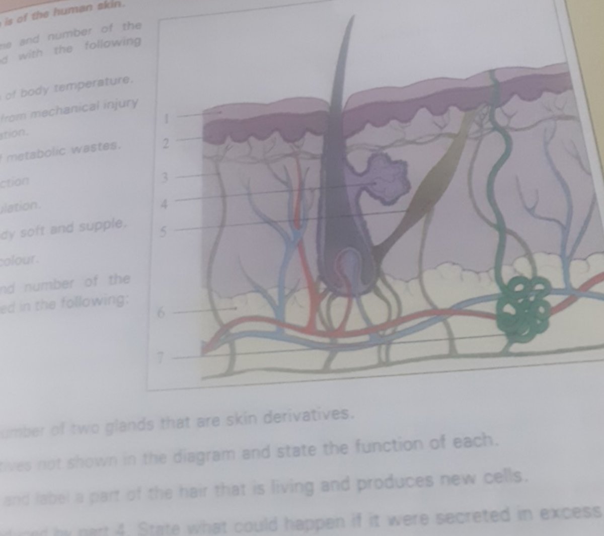 Here is a diagram of the human skin. Name and number the following parts..