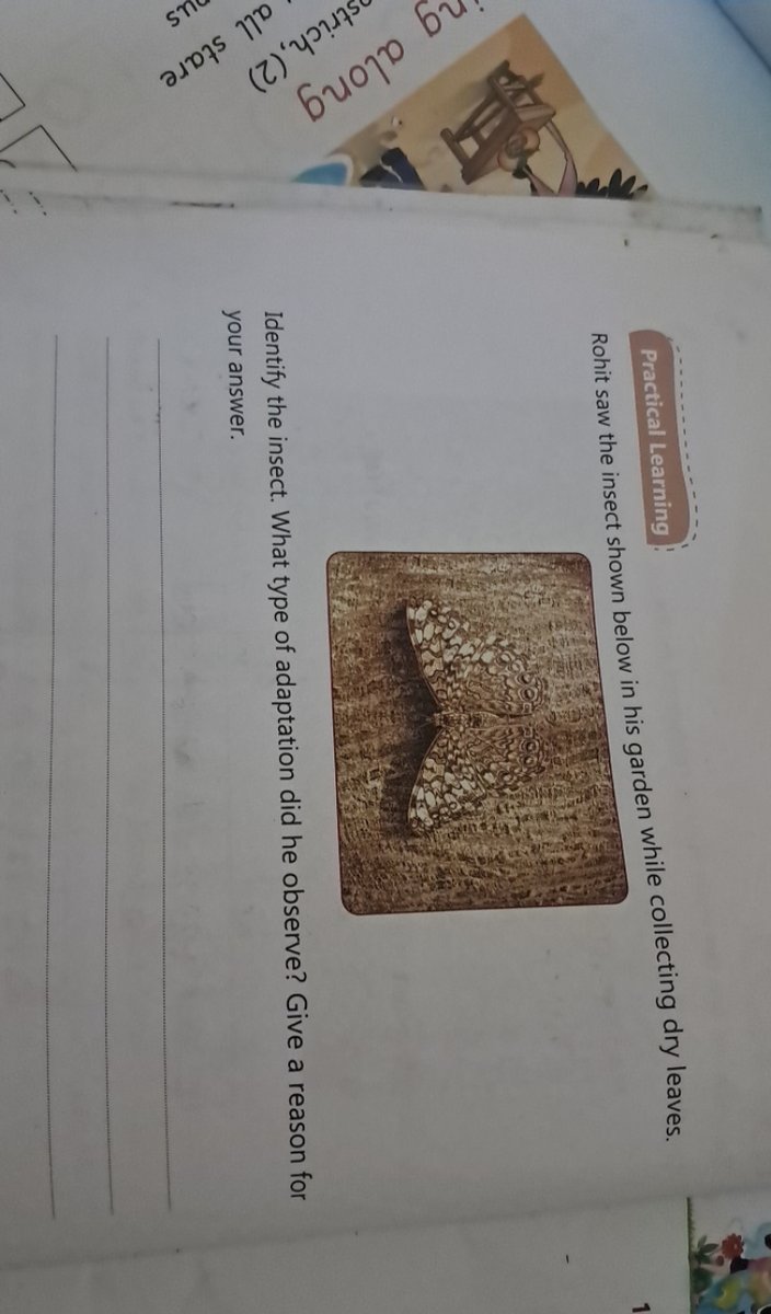 Rohit saw the insect shown below in his garden while collecting dry leave..