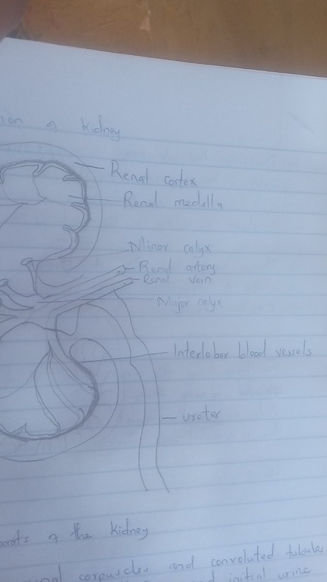 The image provided shows a diagram of a kidney with several parts labeled..