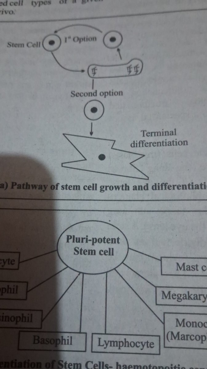 The image shows two diagrams related to stem cells: Diagram 1: Pathway o..