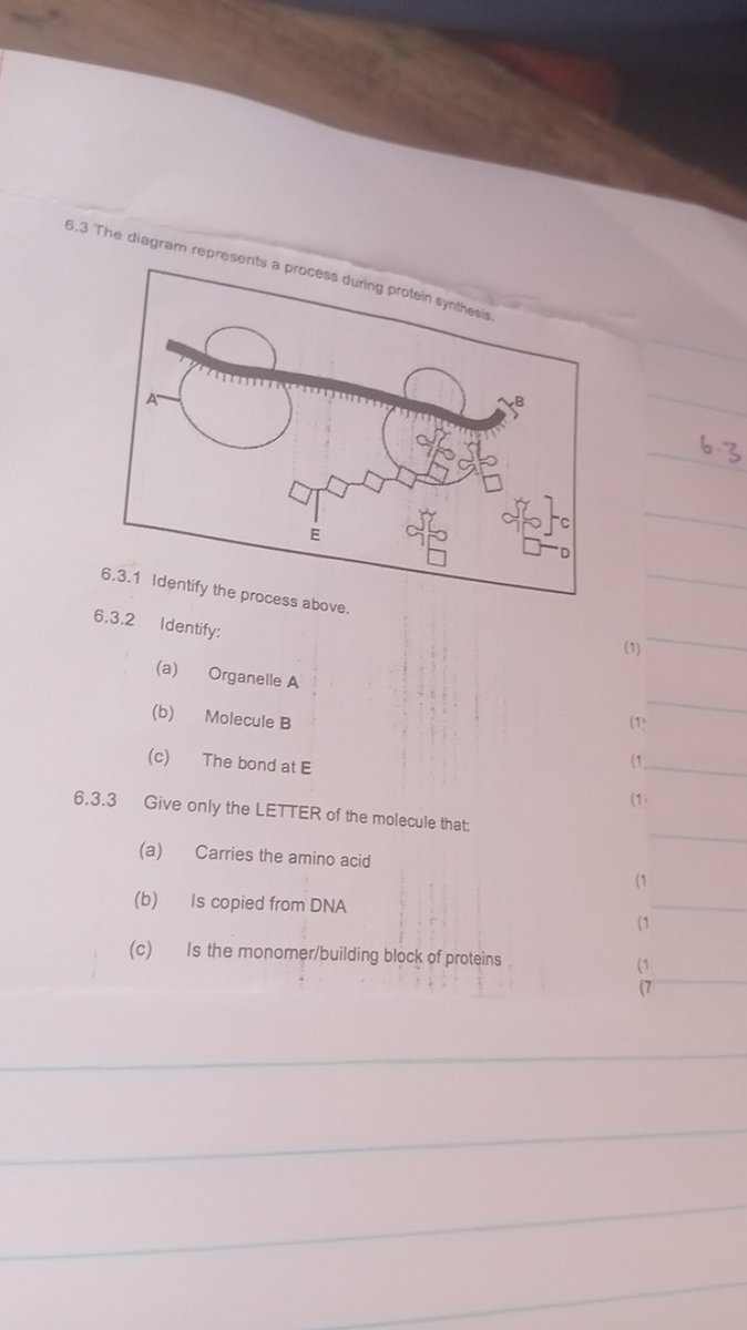 6.3 The diagram represents a process during protein synthesis. 6.3.1 Ide..
