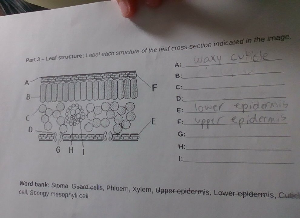 Part 3 - Leaf structure: Label each structure of the leaf cross-section i..
