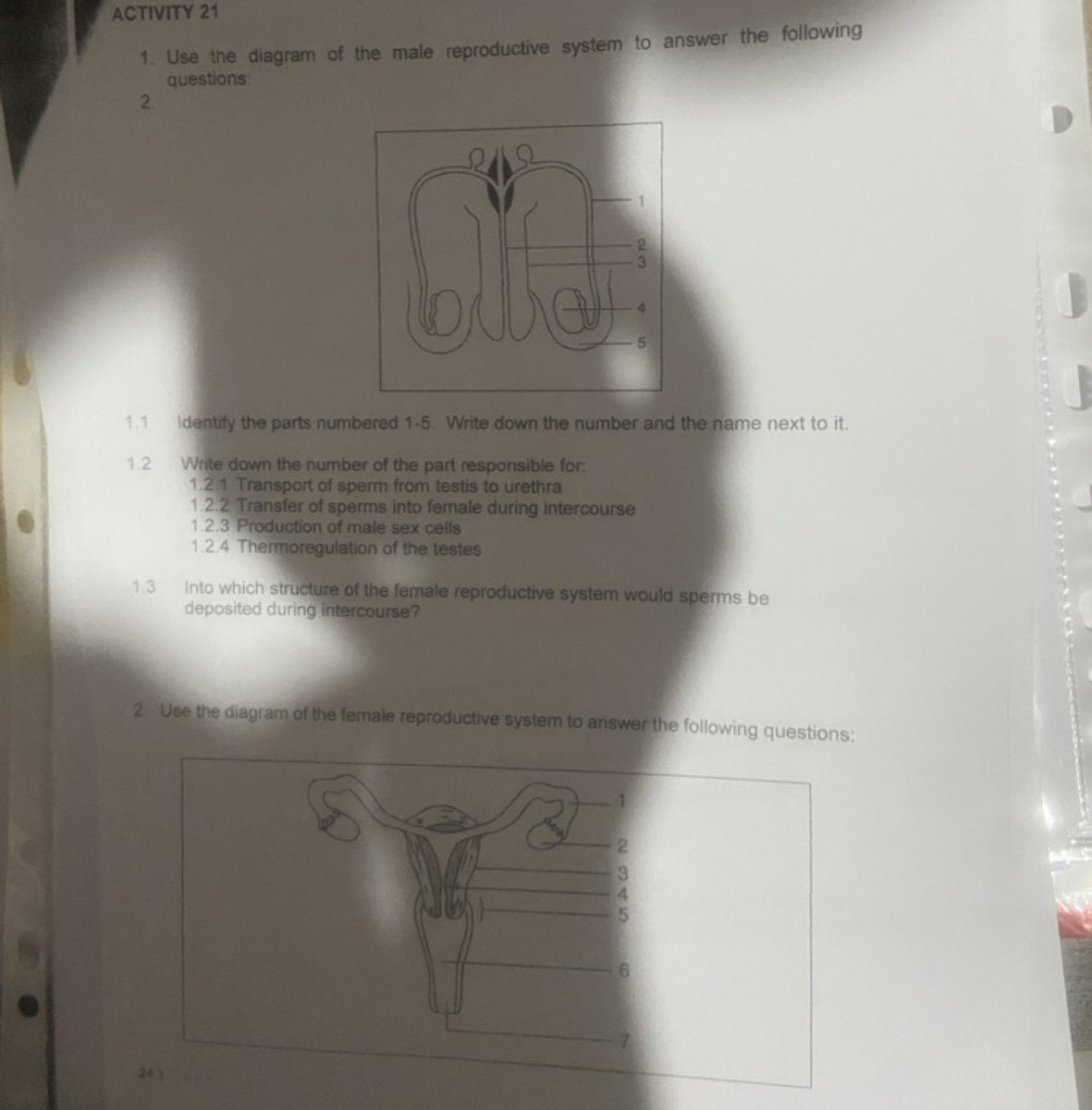 ACTIVITY 21 Use the diagram of the male reproductive system to answer th..