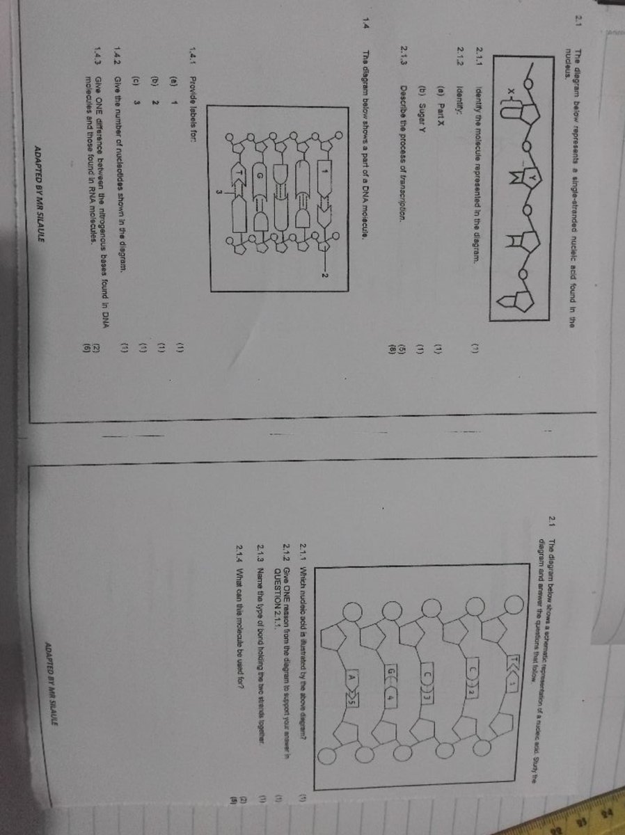2.1 The diagram below represents a single-stranded nucleic acid found in