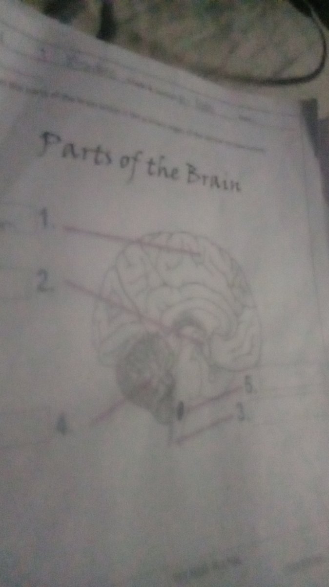 Parts of the Brain [Image of a diagram of the brain with parts labeled 1..