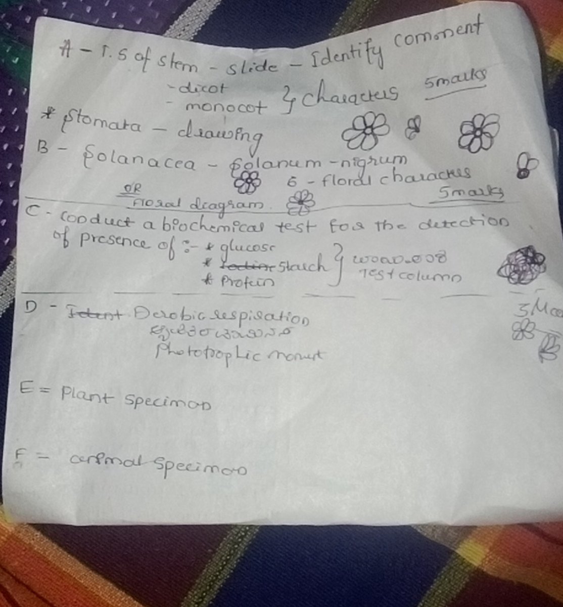 A. T.S of stem - slide - Identify component dicot monocot charac..