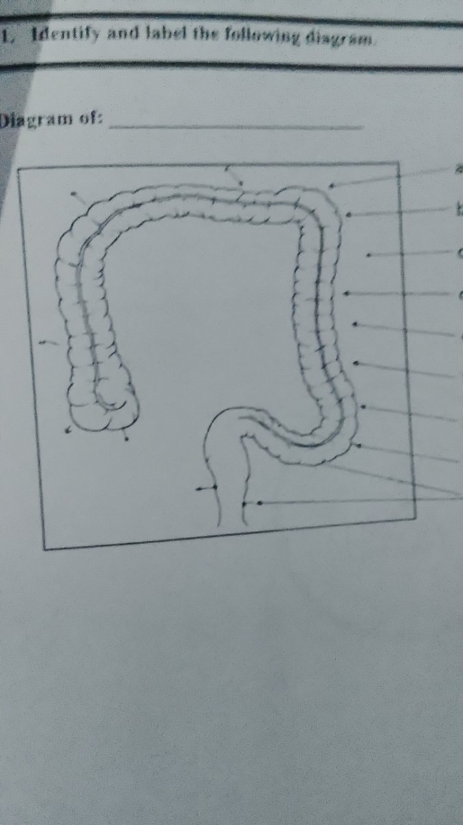 Identify and label the following diagram. Diagram of: __ | Filo