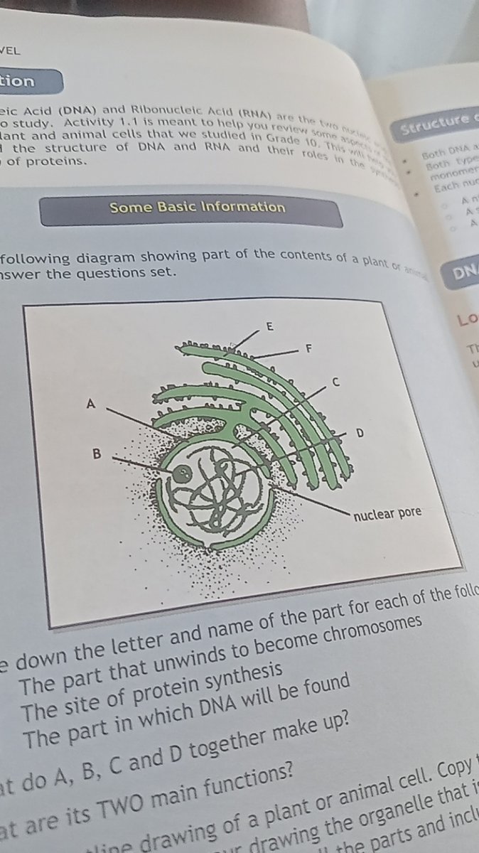 Here is a diagram showing part of the contents of a plant or animal cell...