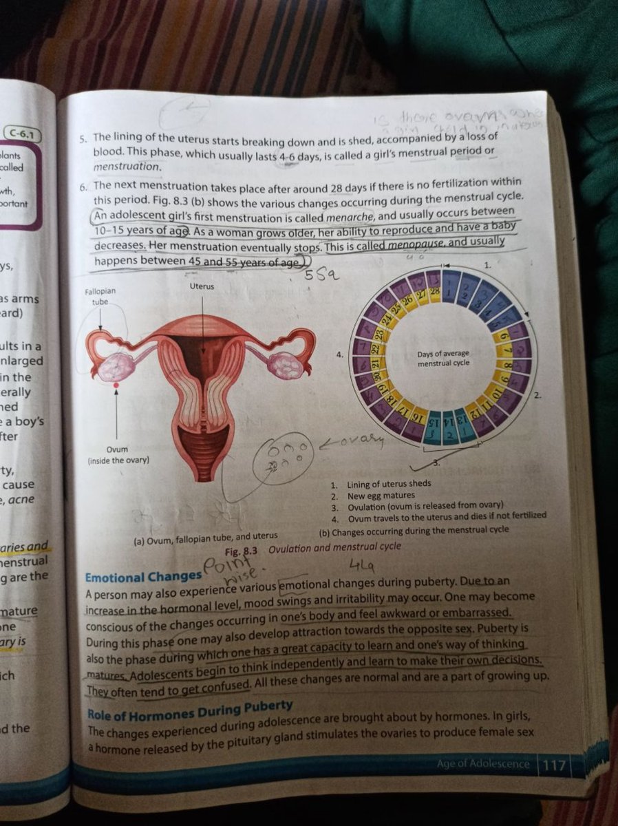 The image shows the female reproductive system and the menstrual cycle. C..