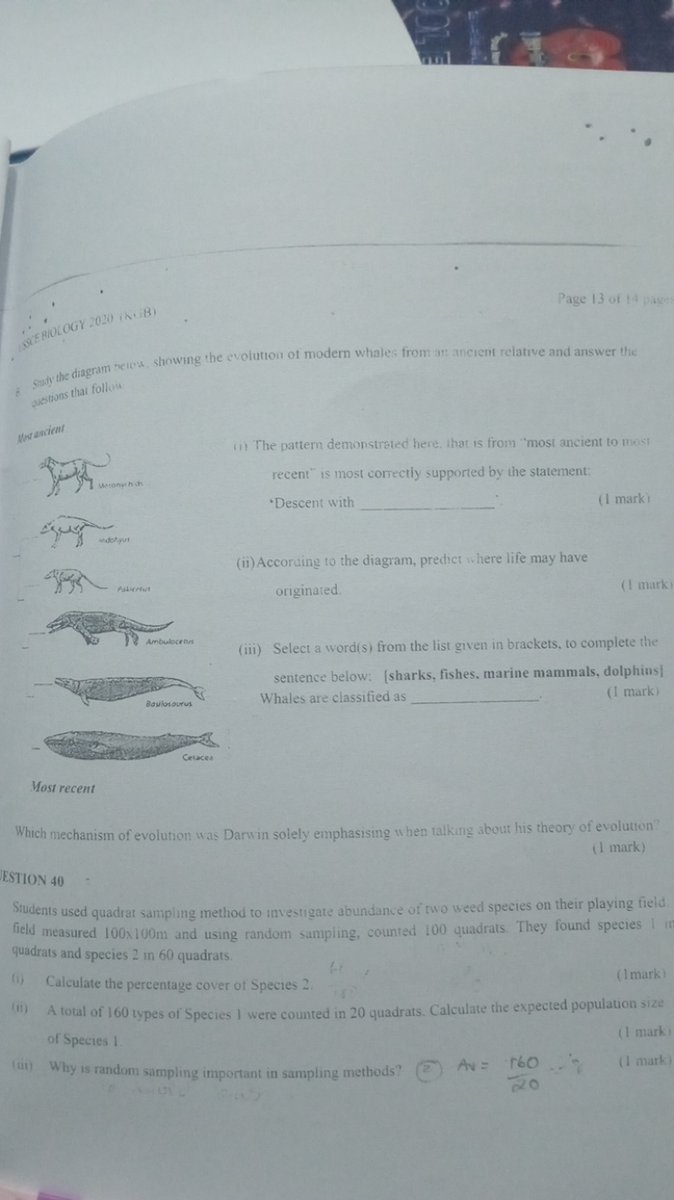 Study the diagram below, showing the evolution of modern whales from an a..