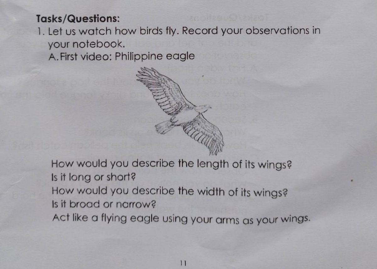 Tasks/Questions: Let us watch how birds fly. Record your observations in