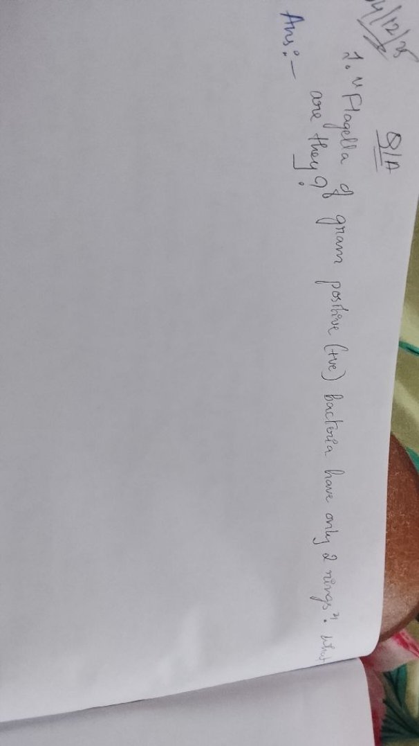 Flagella of gram positive (tve) bacteria have only 2 rings. What are they..
