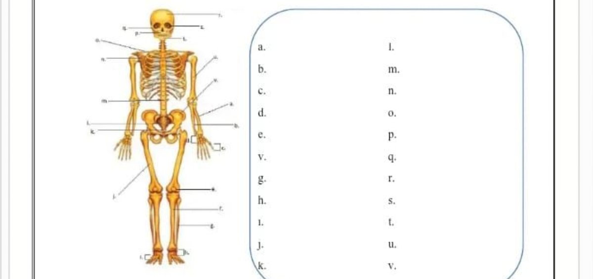 The image shows a diagram of the human skeleton with various parts labele..