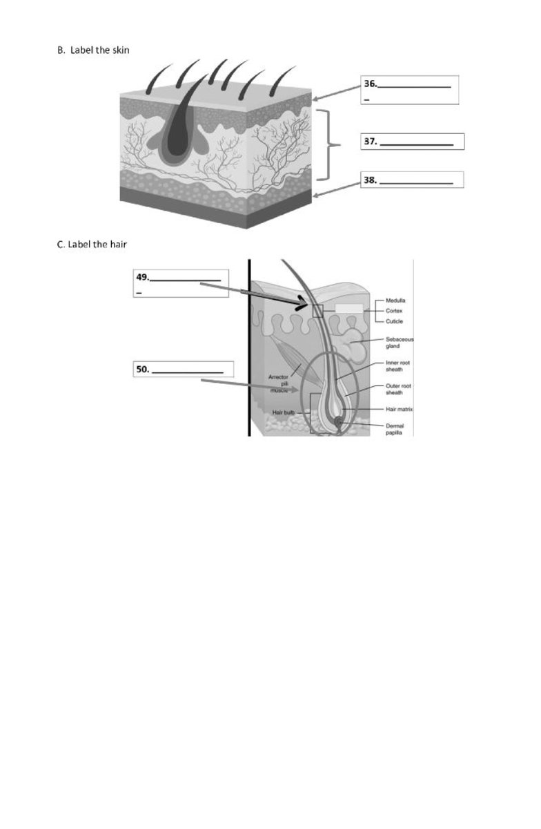 B. Label the skin C. Label the hair [Diagrams of skin and hair with num..