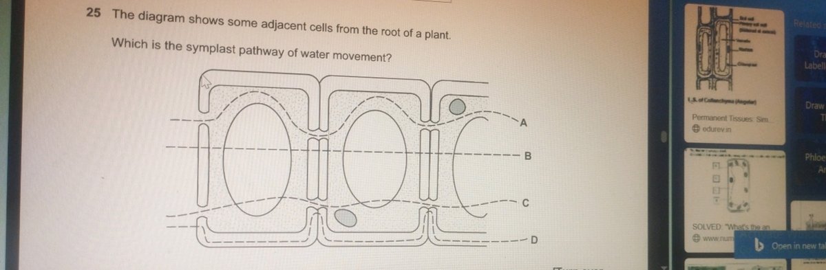 The diagram shows some adjacent cells from the root of a plant. Which is..