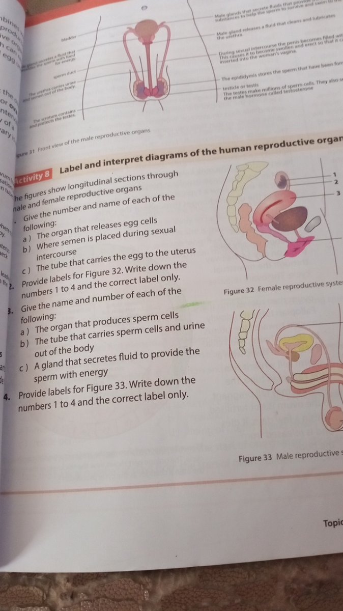 Activity 8: Label and interpret diagrams of the human reproductive organs..