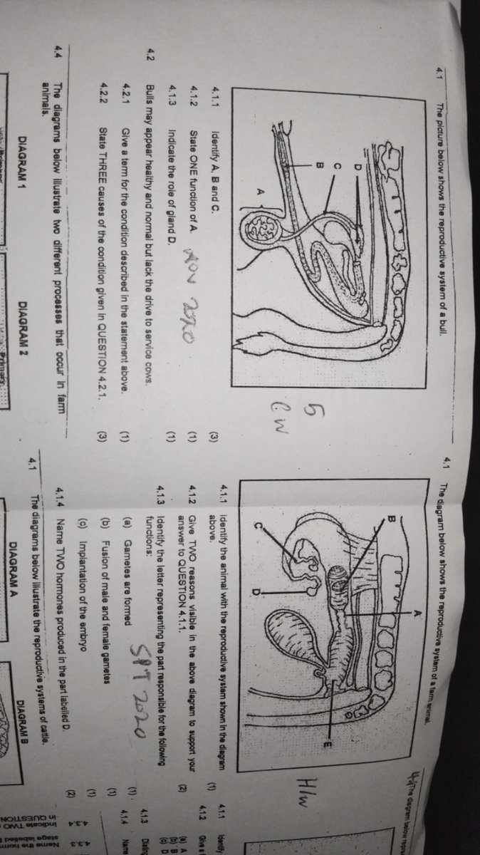 4.1 The picture below shows the reproductive system of a bull. 4.1.1 Ide..