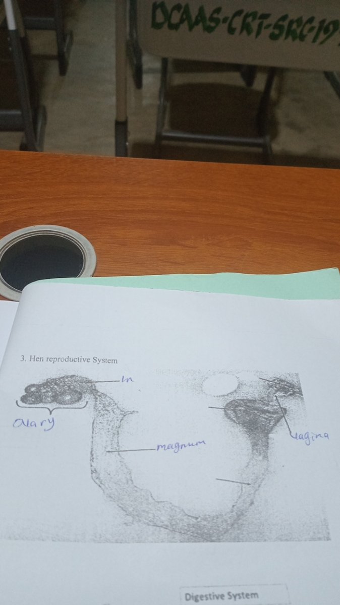 Hen reproductive System [Diagram of hen reproductive system with parts l..