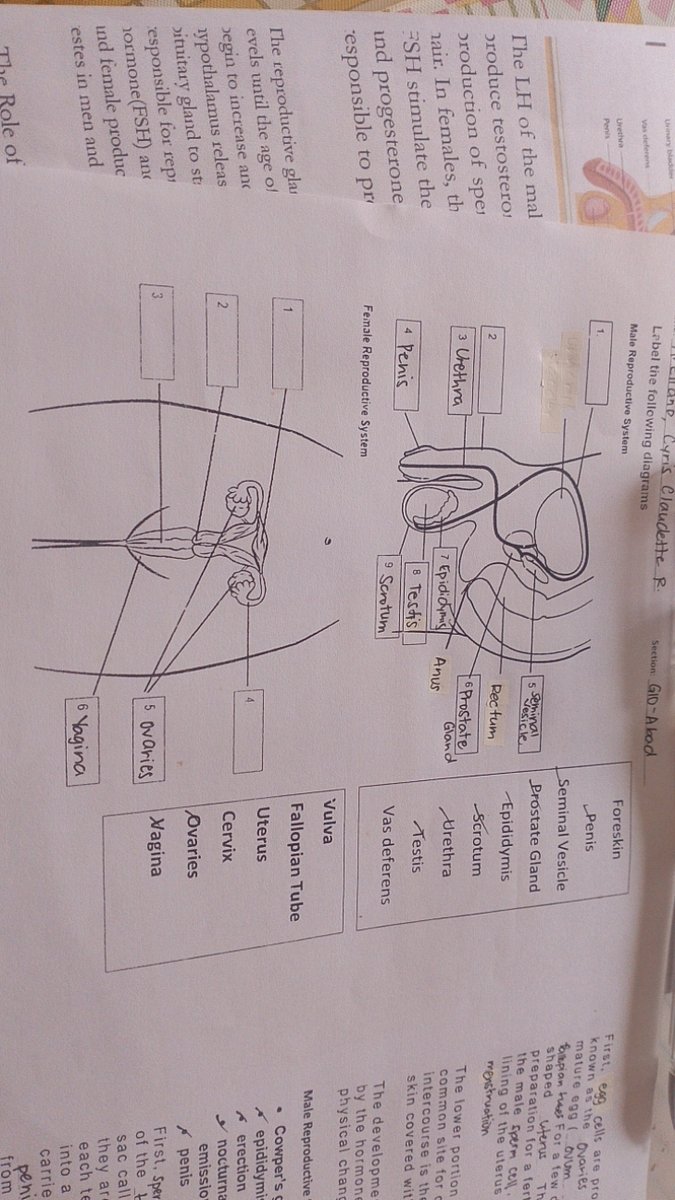 Label the following diagrams: Male Reproductive System (Diagram with bl..