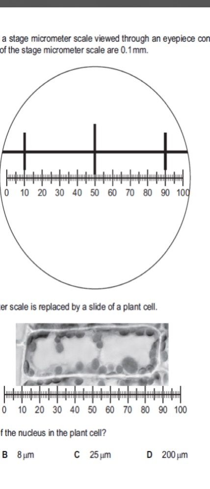 A stage micrometer scale viewed through an eyepiece. The divisions of the..