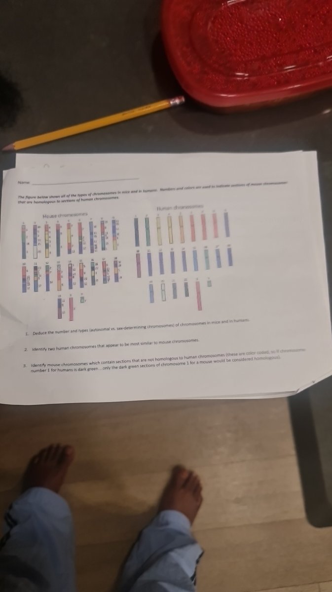 The figure below shows all of the types of chromosomes in mice and in hum..