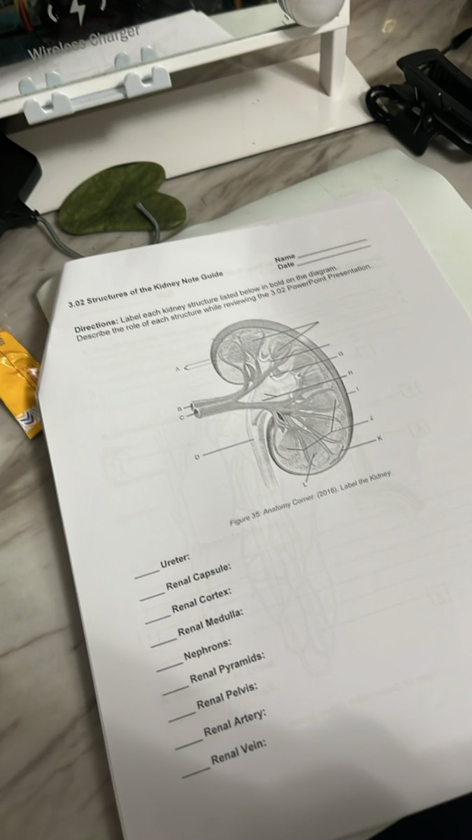 3.02 Structures of the Kidney Note Guide Directions: Label each kidney s..
