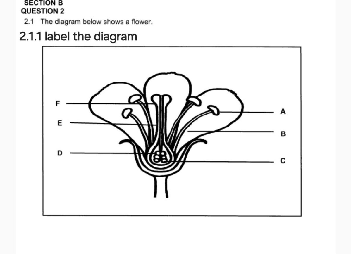 SECTION B QUESTION 2 2.1 The diagram below shows a flower. 2.1.1 label th..