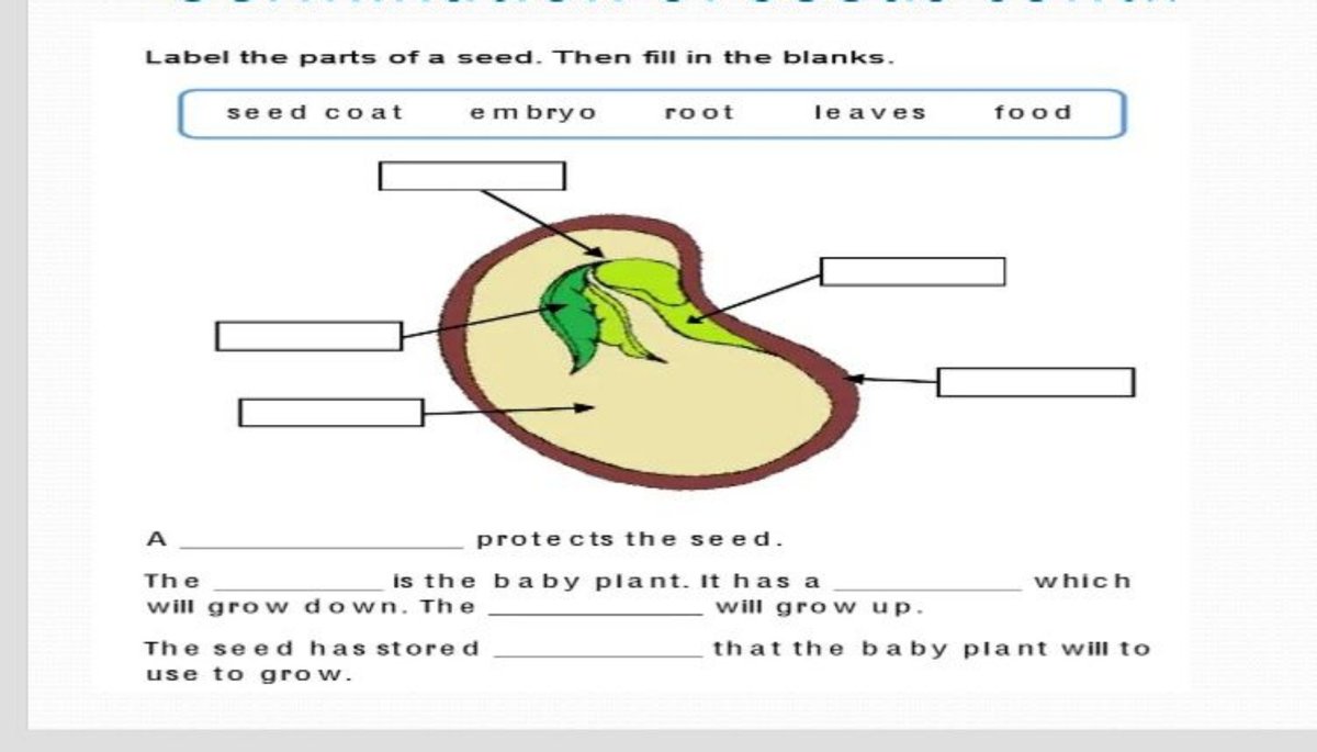 Label the parts of a seed. Then fill in the blanks. Word Bank: seed coat..