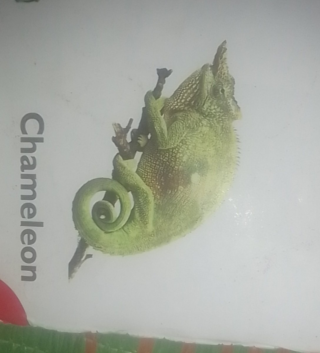 The image shows a chameleon. What are some interesting facts about chamel..