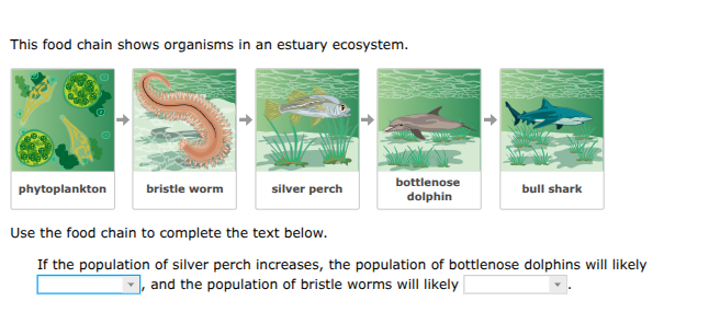 This food chain shows organisms in an estuary ecosystem. [Diagram showin..